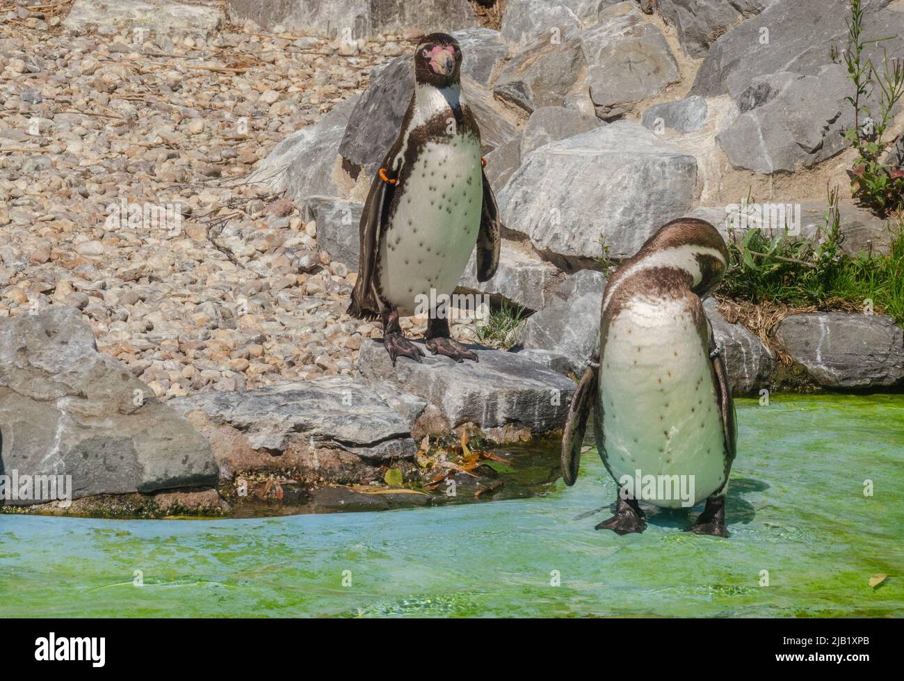 A penguin in the zoo Stock Photo - Alamy
