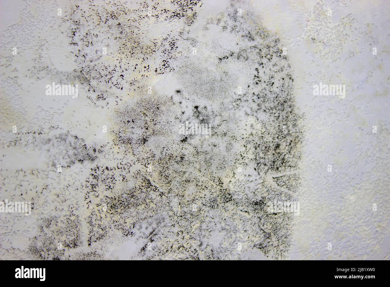 black mold on the wall. Fungus on the wall after the flooding of the ...