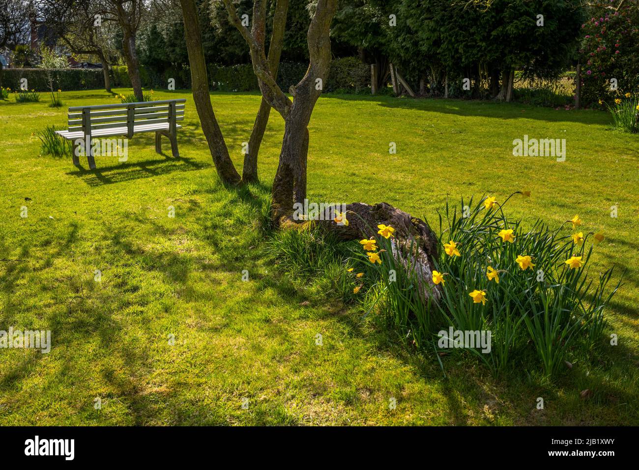 An orchard in spring Stock Photo - Alamy