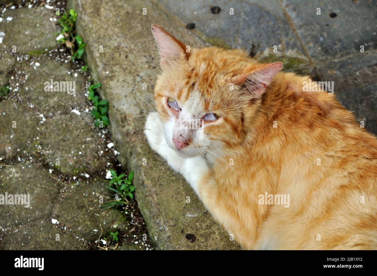 The yellow wild cat in a sick condition asks for food Stock Photo - Alamy
