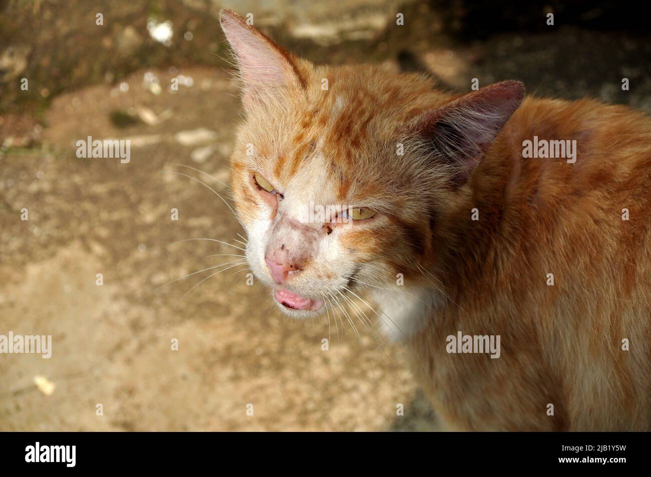 The yellow wild cat in a sick condition asks for food Stock Photo - Alamy