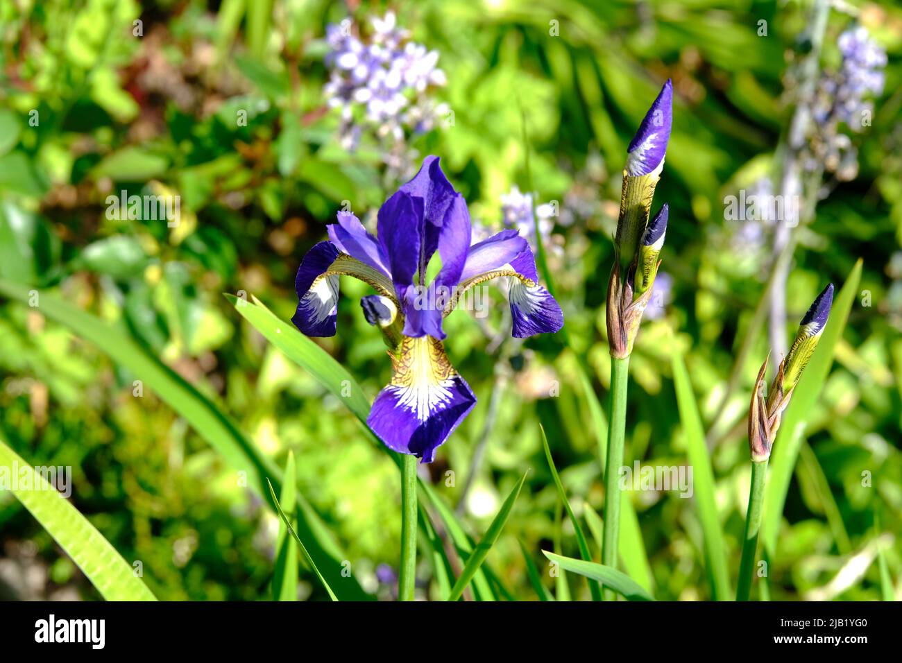 Purple irises hi-res stock photography and images - Alamy