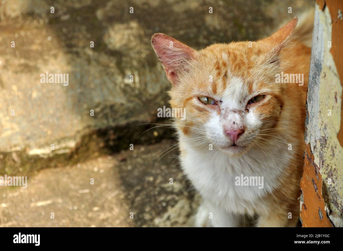 Feline condition hi-res stock photography and images - Alamy