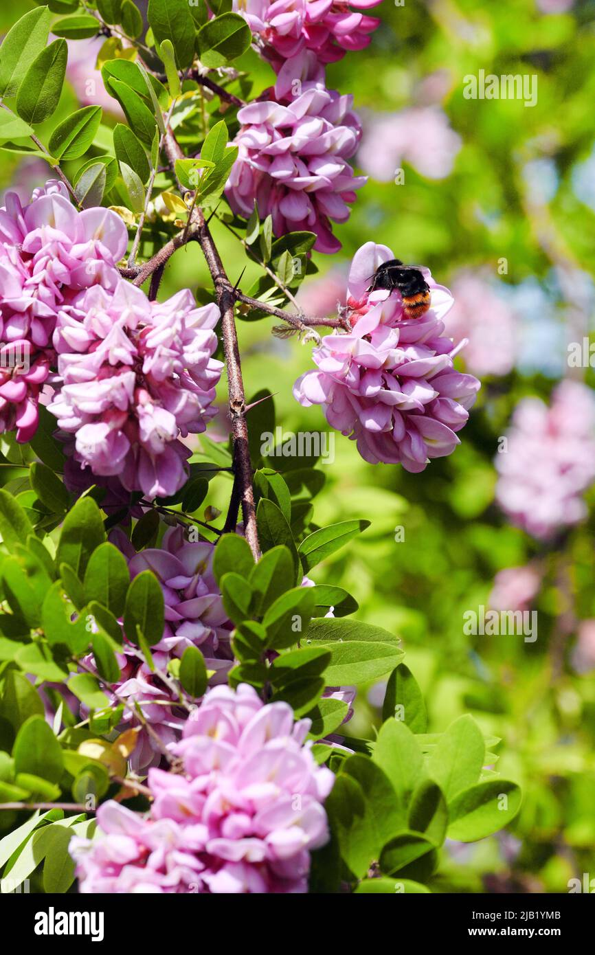 Bee on acacia flower Stock Photo - Alamy
