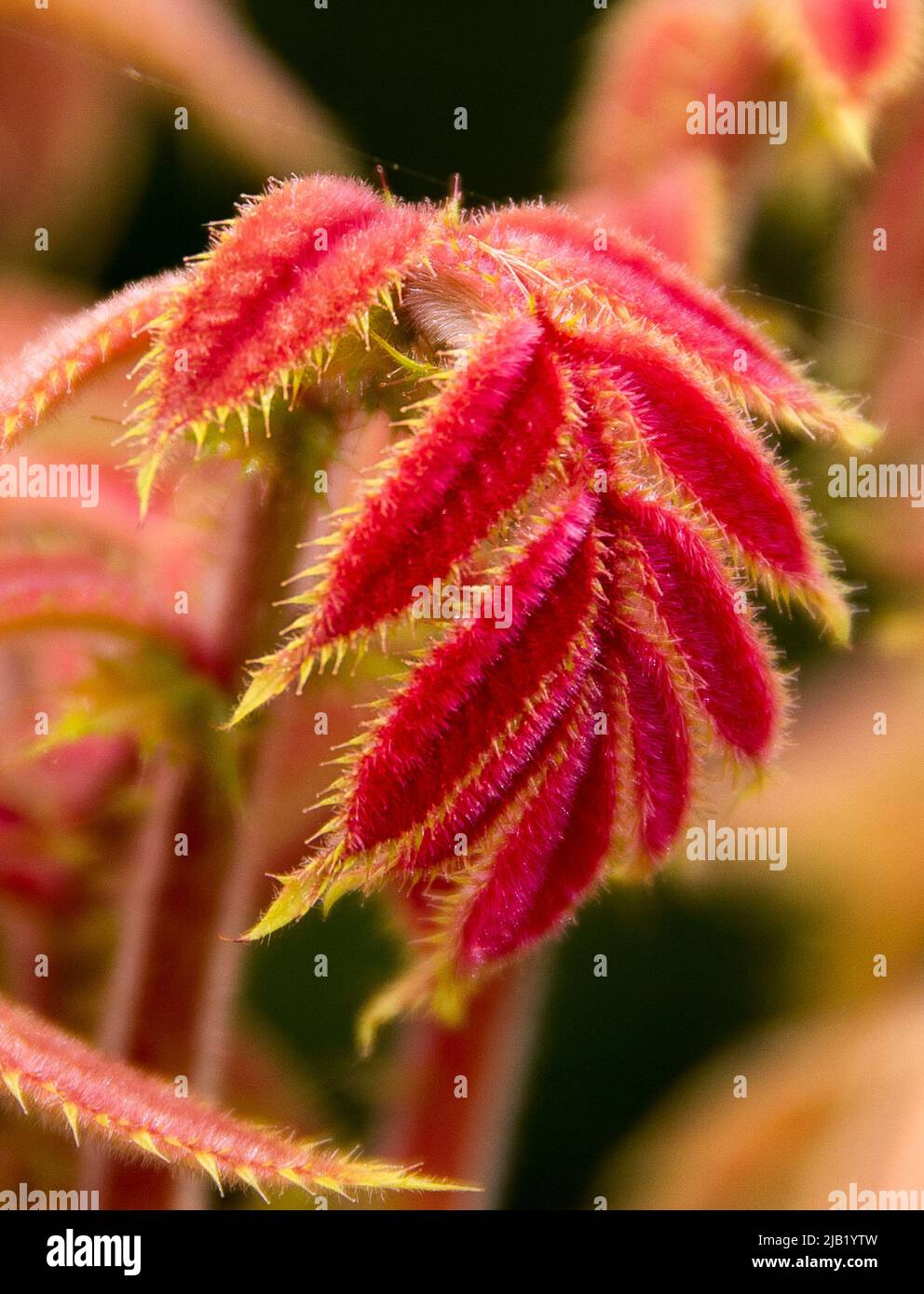 New leaf of native Australian Davidsons plum tree, Davidsonia jerseyana ...