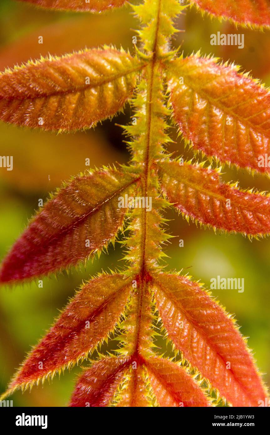Australian native bush tucker hi-res stock photography and images - Alamy