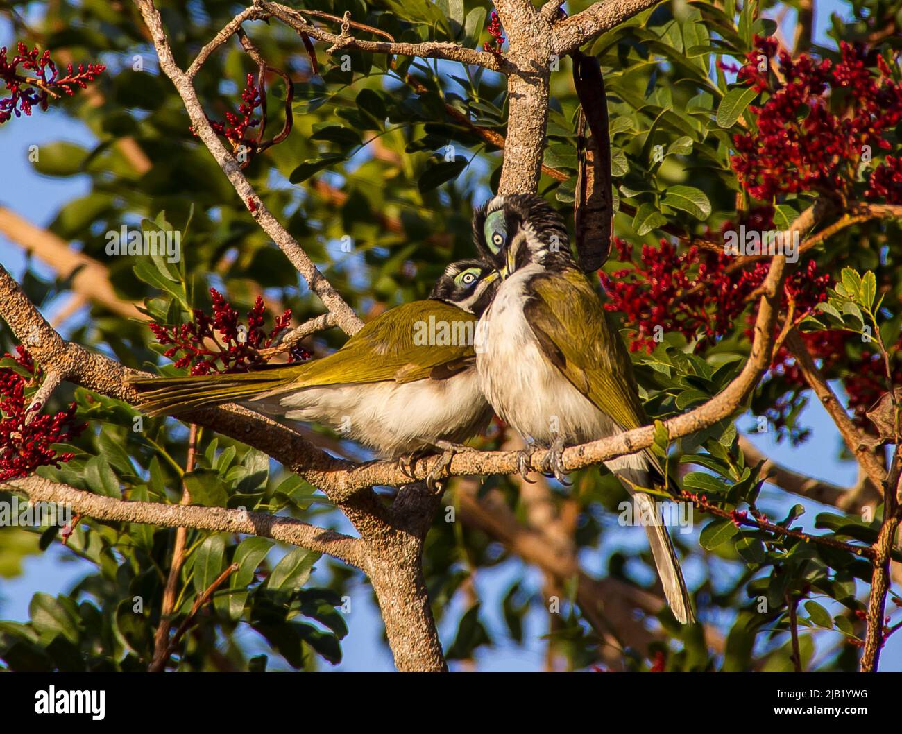 Two young Blue-faced honeyeaters, Entomyzon cyanotis (with green faces ...