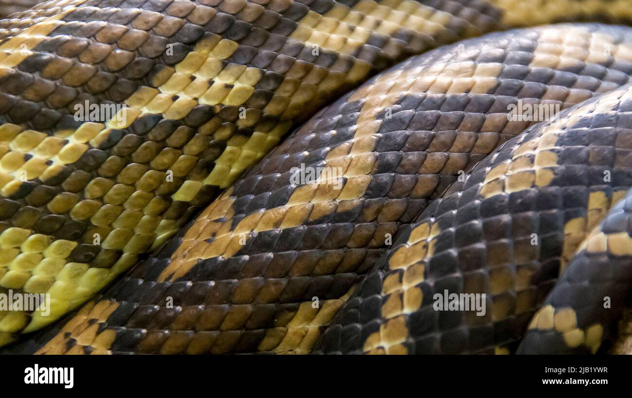 Close-up of carpet python snake, Morelia spilota, coiled tightly around ...