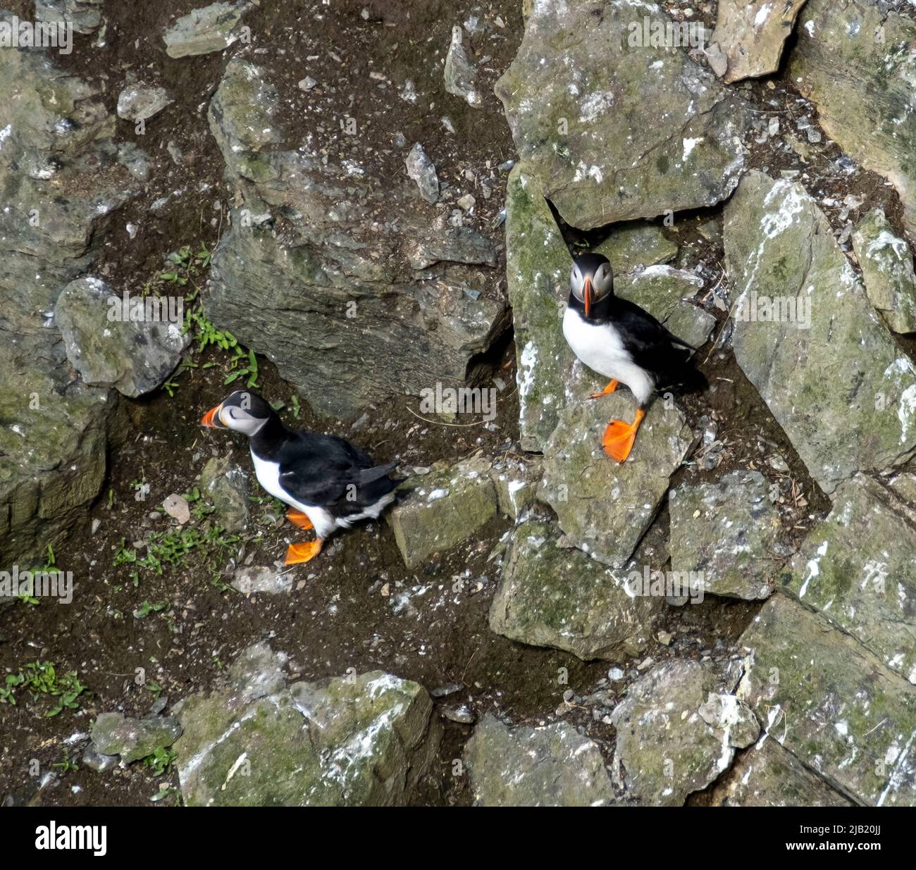 Seabird colony on the cliffs of RSPB Marwick Head, Orkney Islands ...