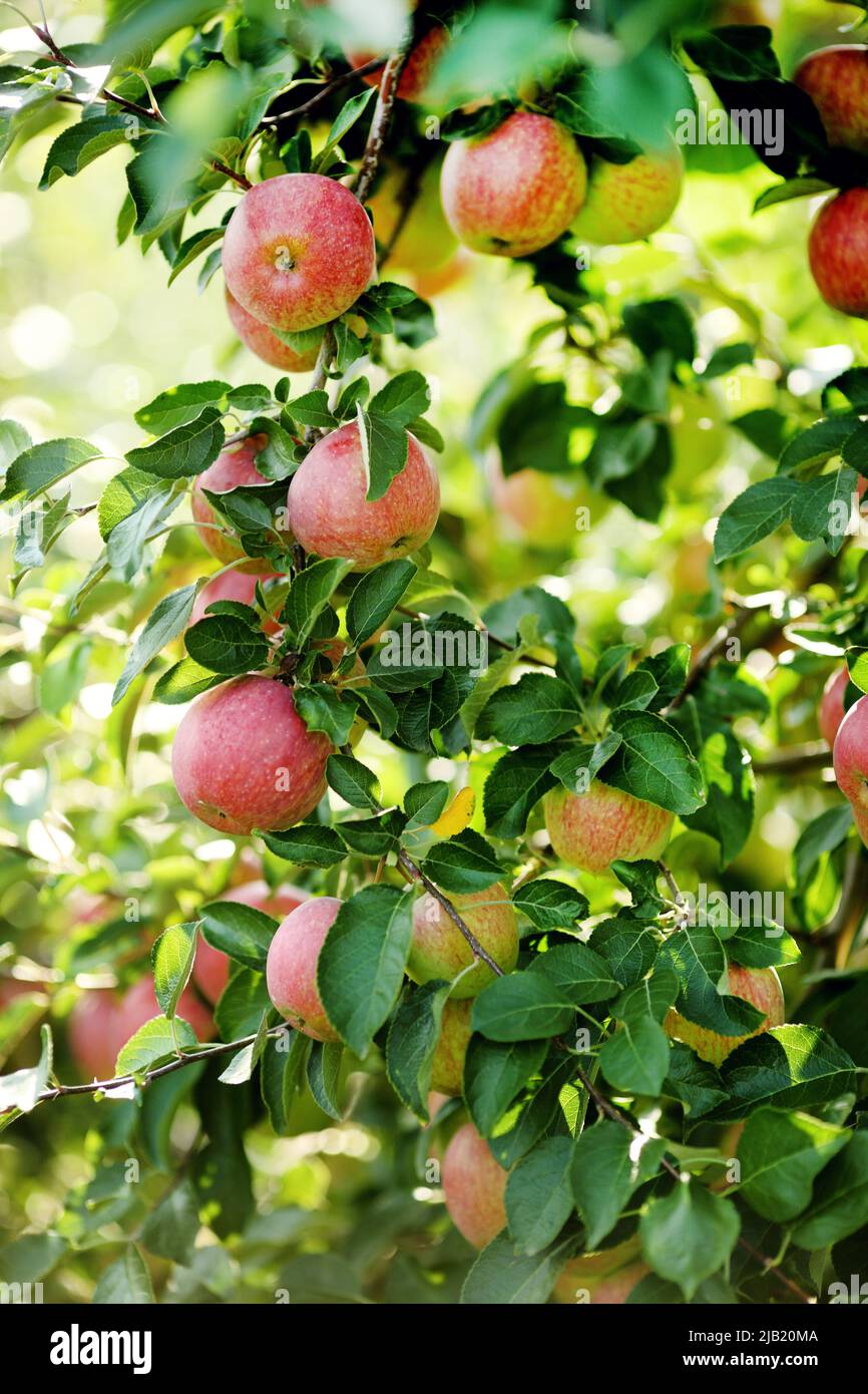 Red apples on apple tree branch Stock Photo - Alamy