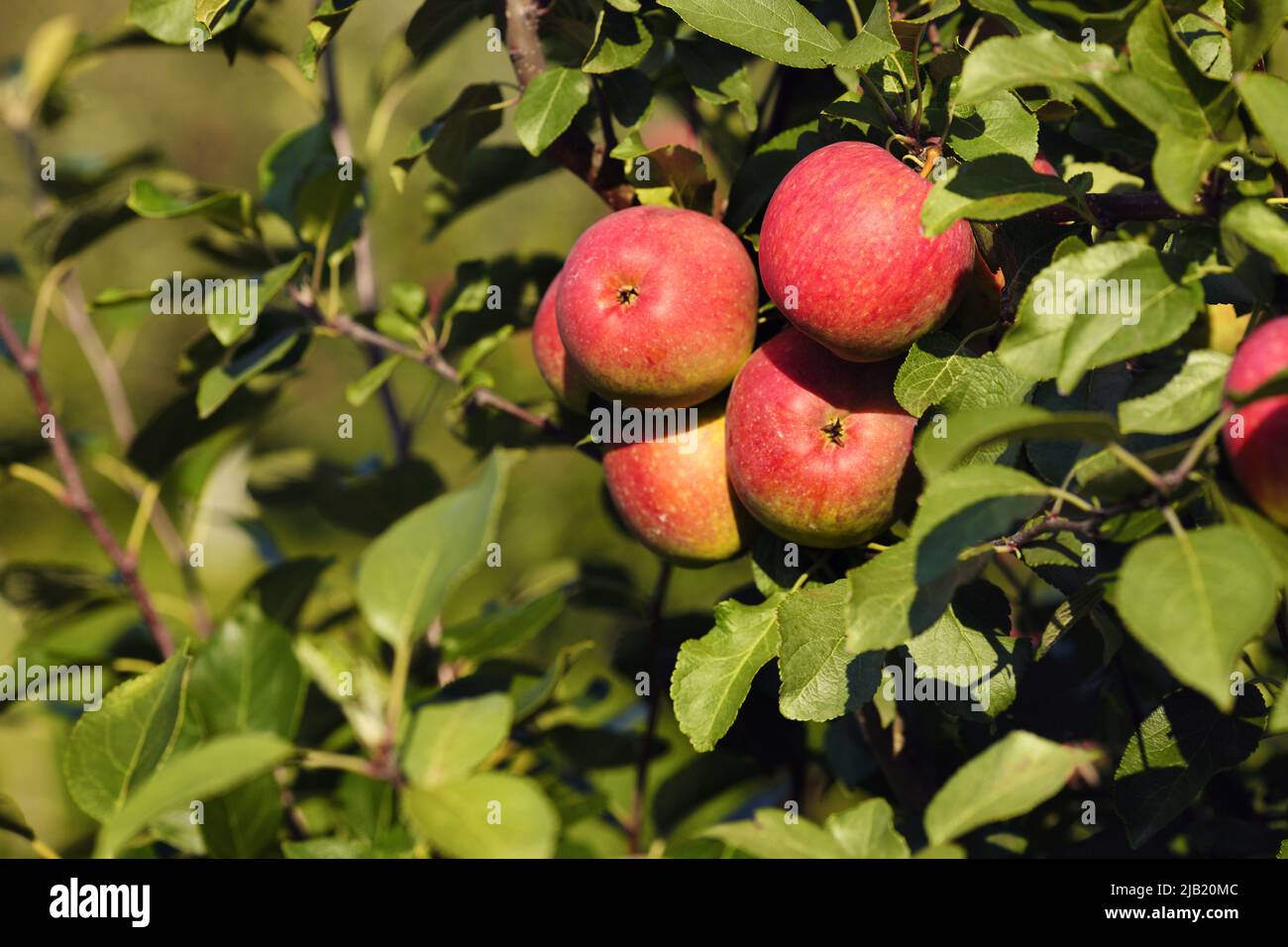 Red apples on apple tree branch Stock Photo - Alamy