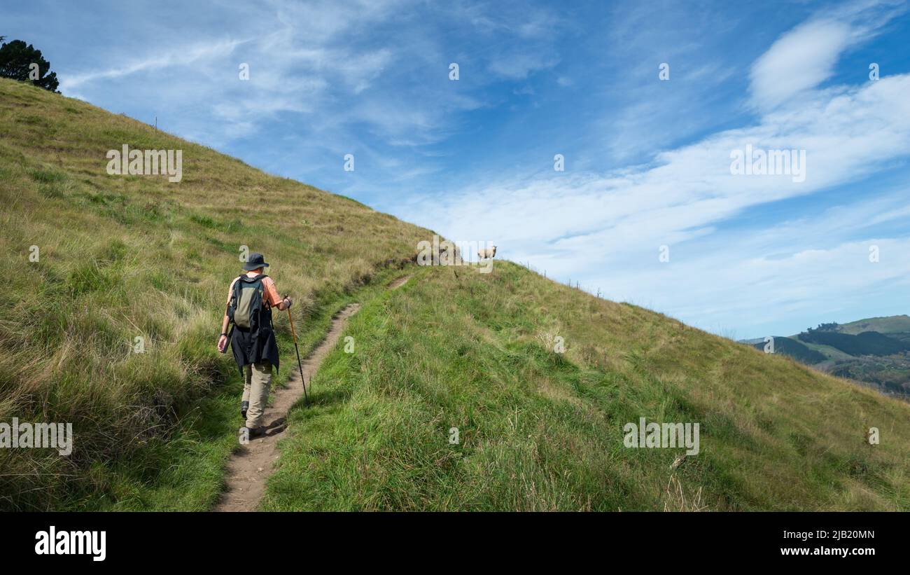 Sheep trails hi-res stock photography and images - Alamy