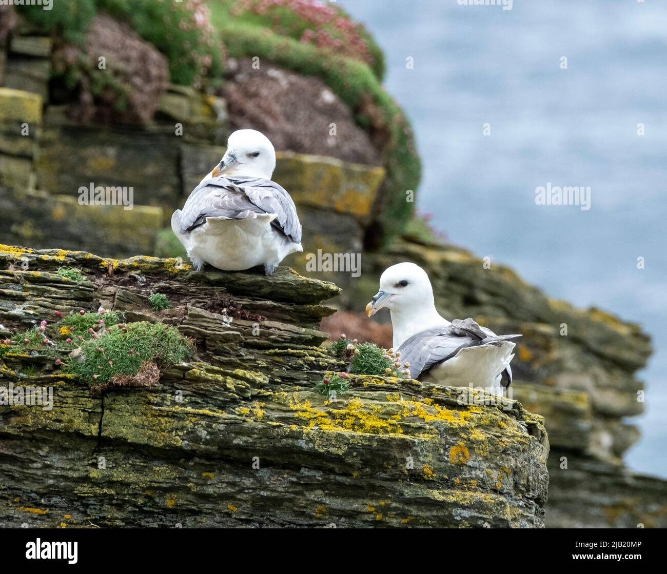Fulmar birds (Fulmarus glacialis) on the cliffs of RSPB Marwick Head ...
