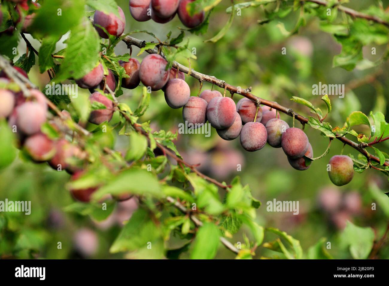 Plum tree with juicy fruits on sunset light Stock Photo - Alamy