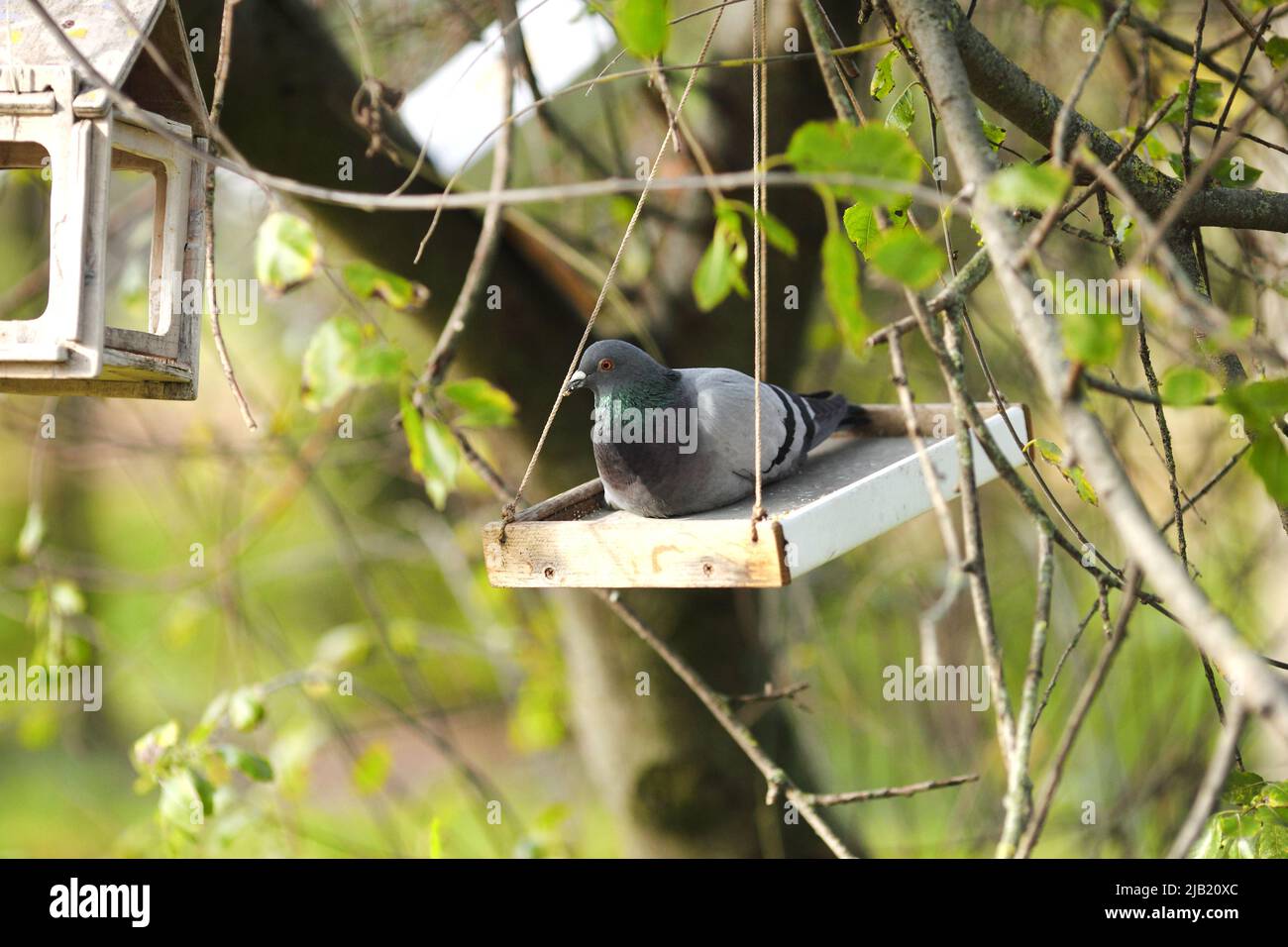 Dumb bird hi-res stock photography and images - Alamy