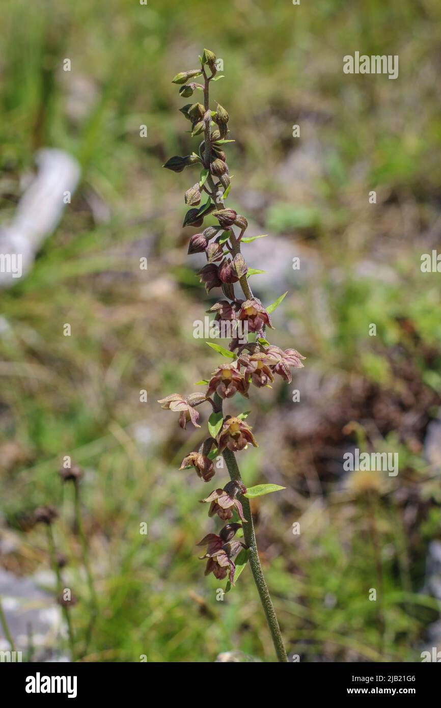 Orhid royal helleborine (latin name: Epipactis atrorubens) at Mt ...