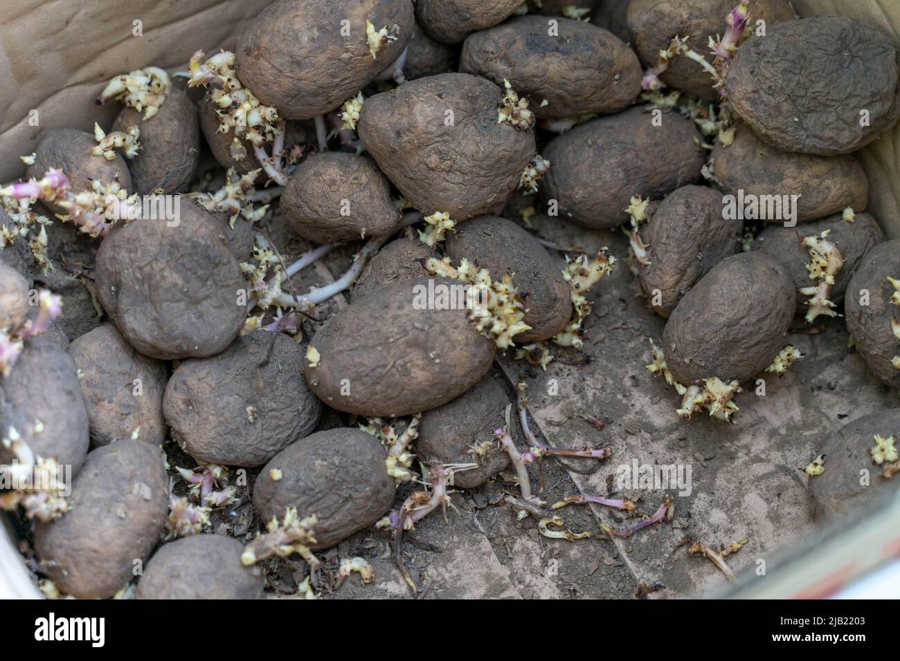 sprouted potato tubers close up, improper storage of vegetables Stock ...