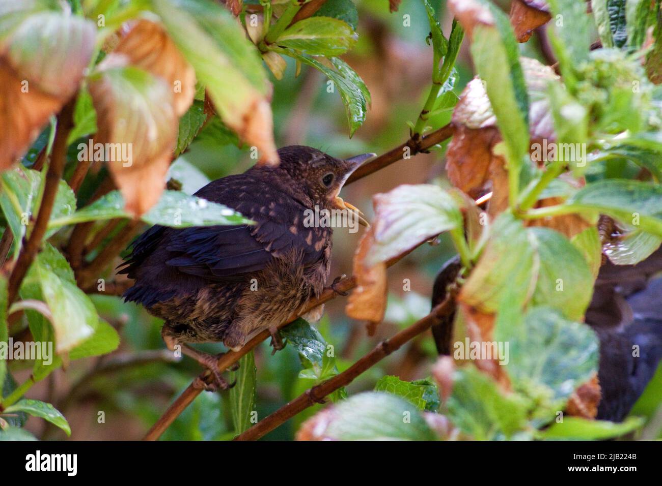 Fledgling bird garden ground uk hi-res stock photography and images - Alamy