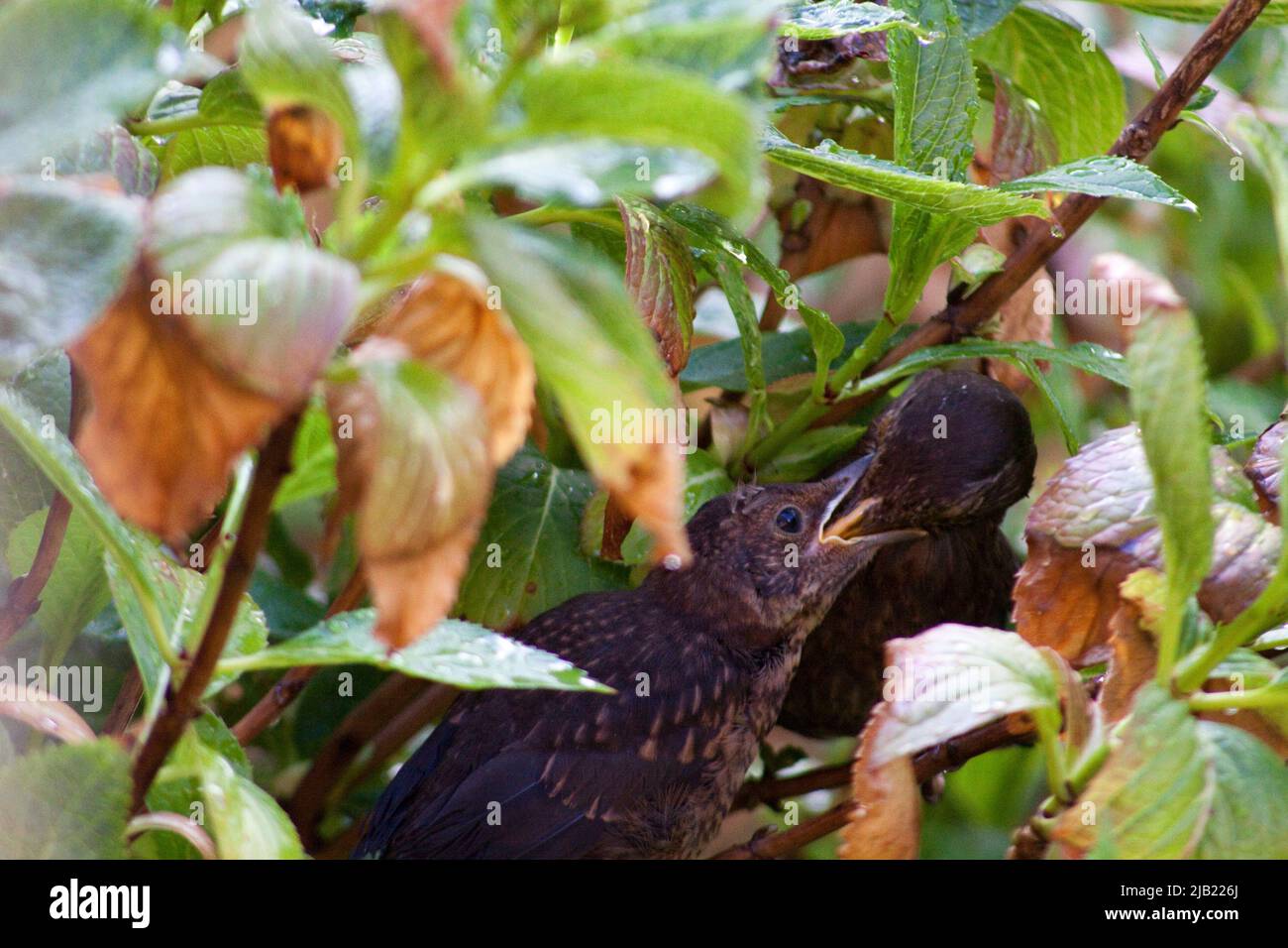Blackbird (turdus merula) Feeding Fledgling Hook Norton Oxfordshire ...