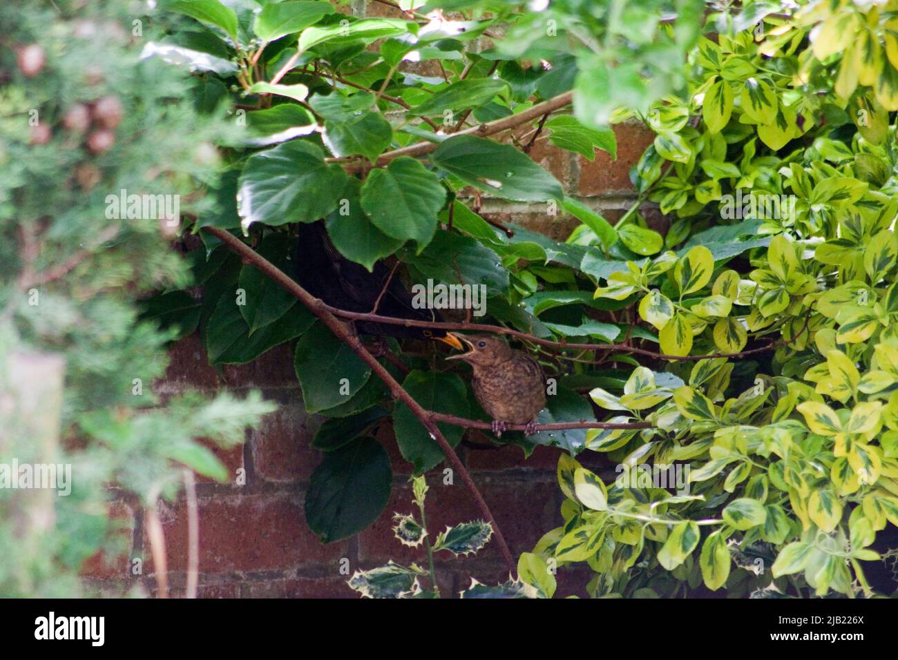 Male Blackbird feeding Fledgling in Garden Hook Norton Oxfordshire ...