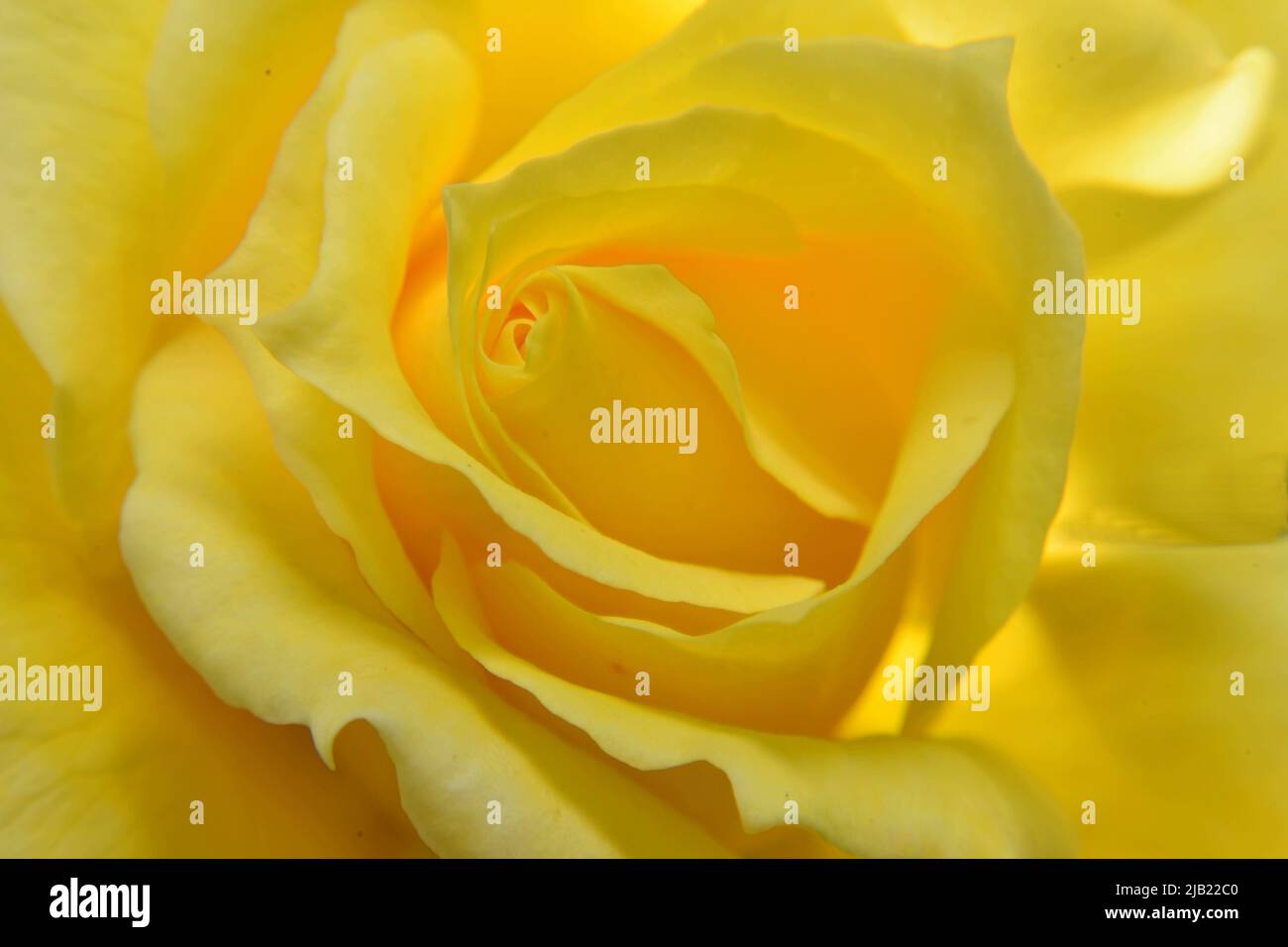 Waves of flowers hi-res stock photography and images - Alamy