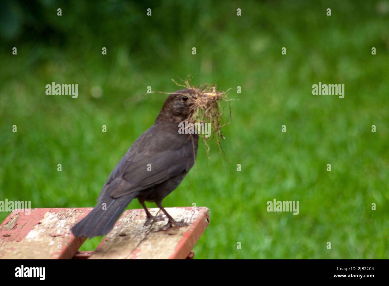 Female Blackbird with Nesting Material in her Beak Hook Norton ...