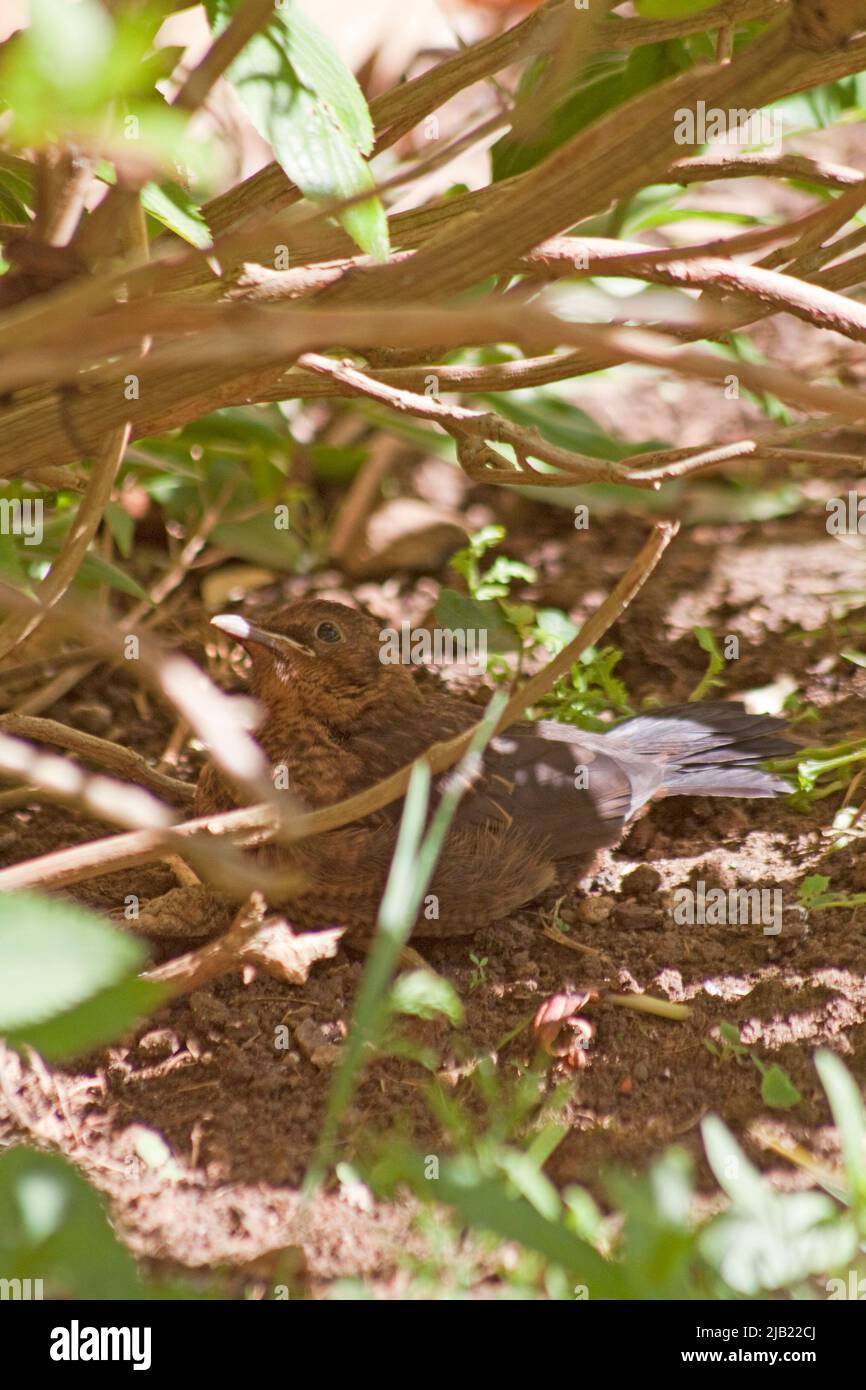 Blackbird Fledgling in Garden Hook Norton Oxfordshire England uk Stock ...