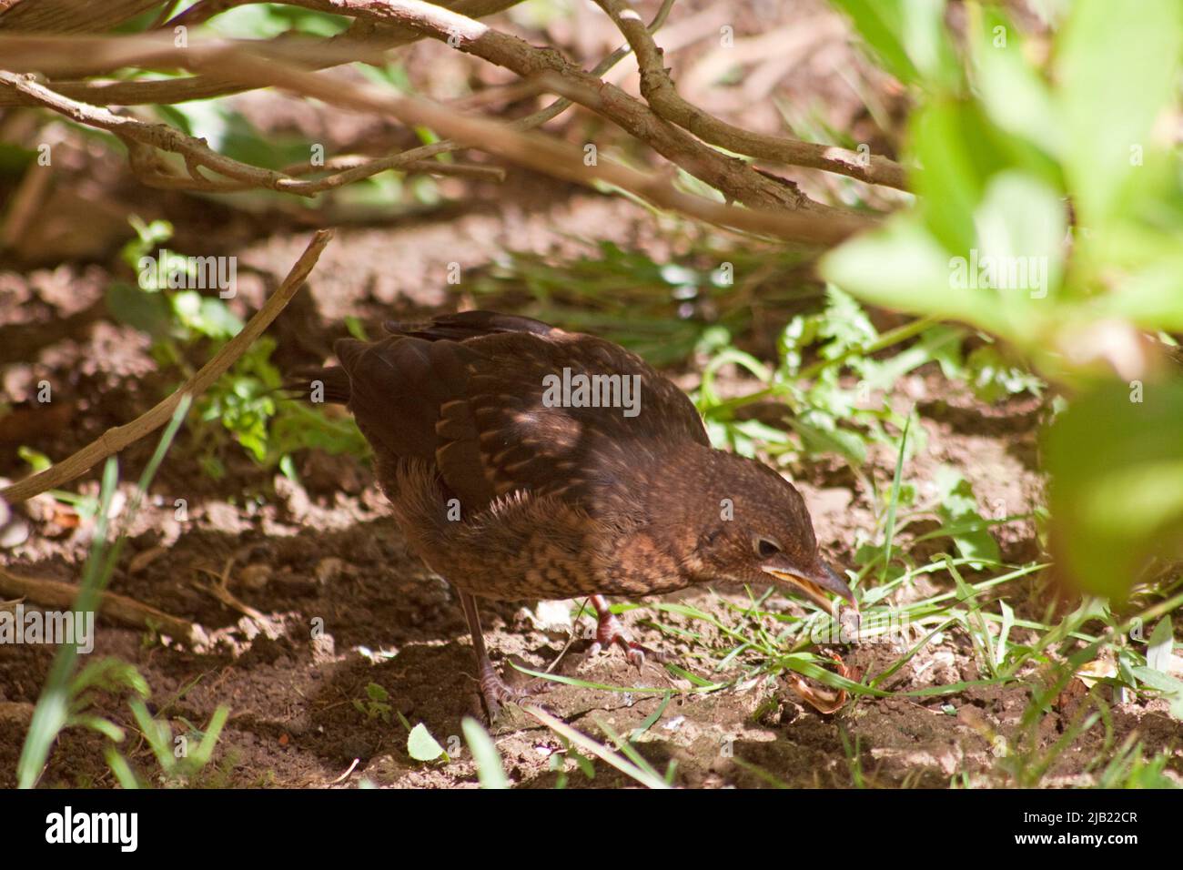 Blackbird Fledgling in Garden Hook Norton Oxfordshire England uk Stock ...