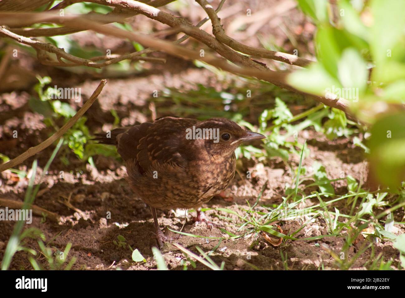 Blackbird Fledgling in Garden Hook Norton Oxfordshire England uk Stock ...