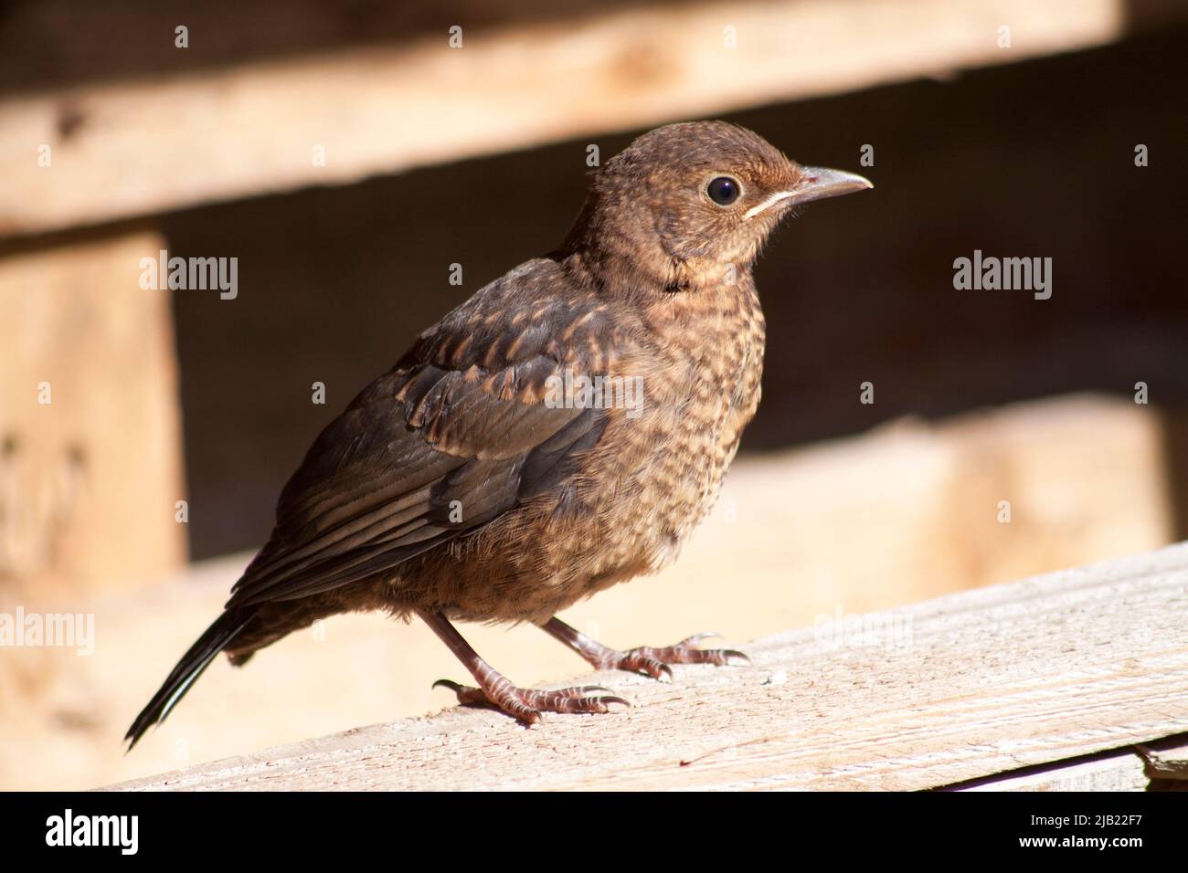 Blackbird Fledgling in Garden Hook Norton Oxfordshire England uk Stock ...