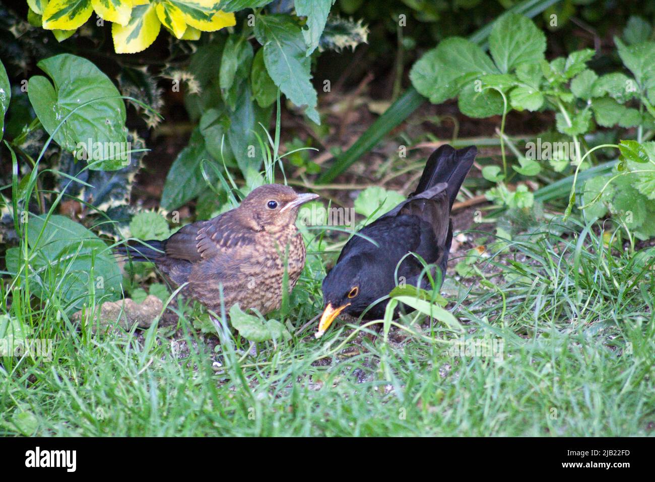 Blackbird (turdus merula) with Fledgling Hook Norton Oxfordshire ...