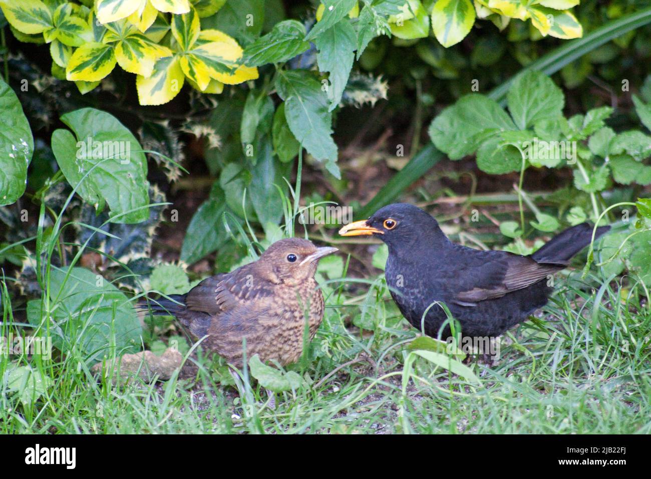 Blackbird (turdus merula) with Fledgling Hook Norton Oxfordshire ...