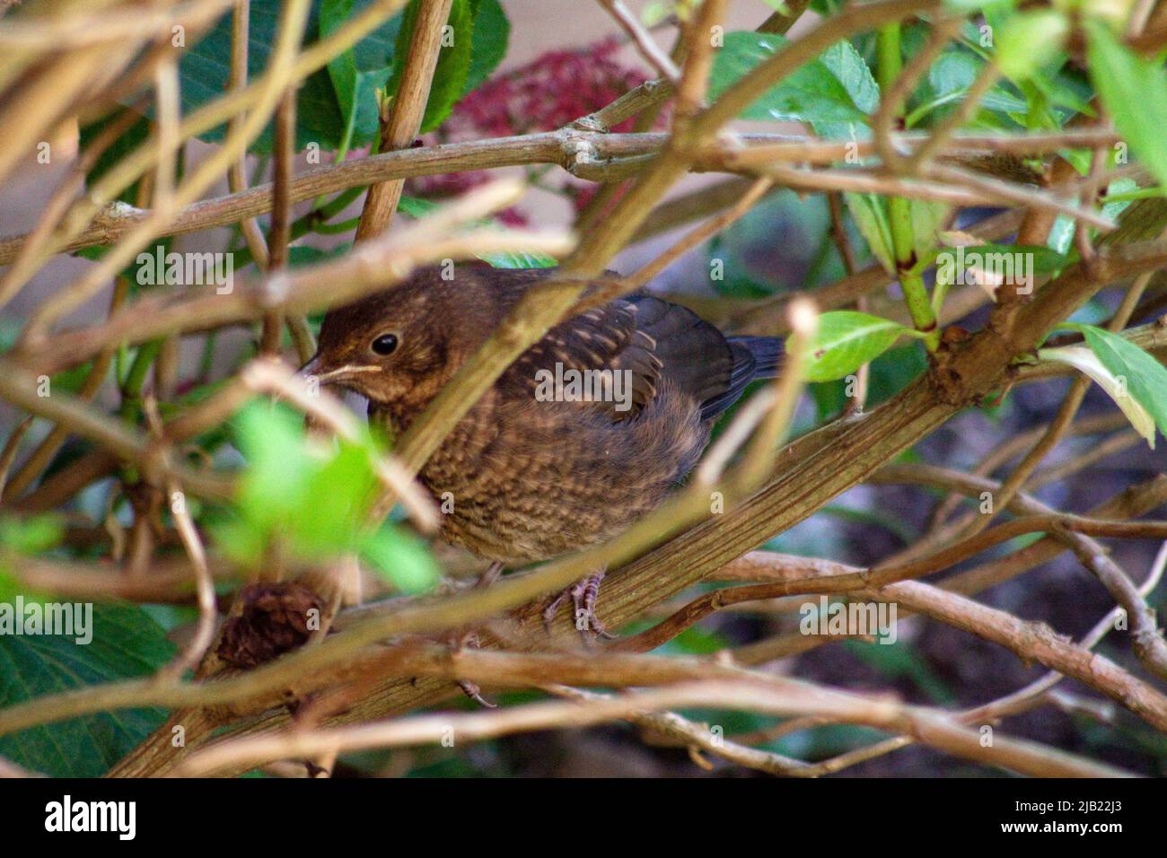 Blackbird Fledgling hiding in Bush Hook Norton Oxfordshire England uk ...