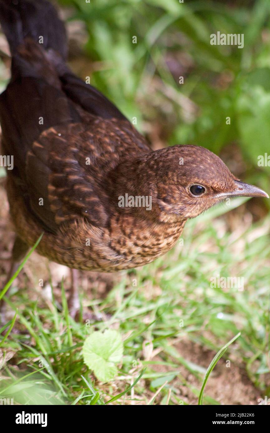 Blackbird Fledgling in Garden Hook Norton Oxfordshire England uk Stock ...