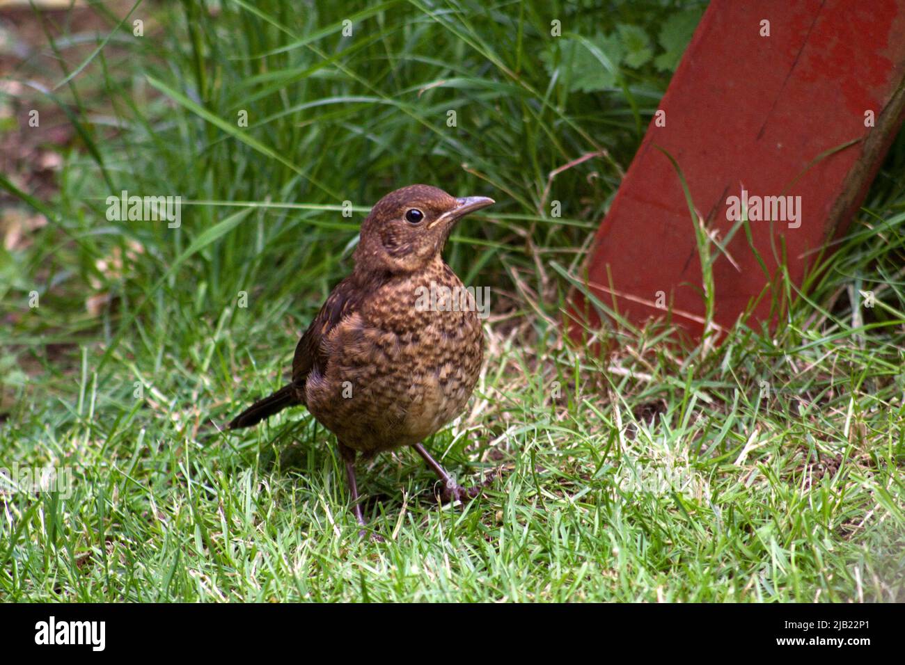 Blackbird Fledgling in Garden Hook Norton Oxfordshire England uk Stock ...