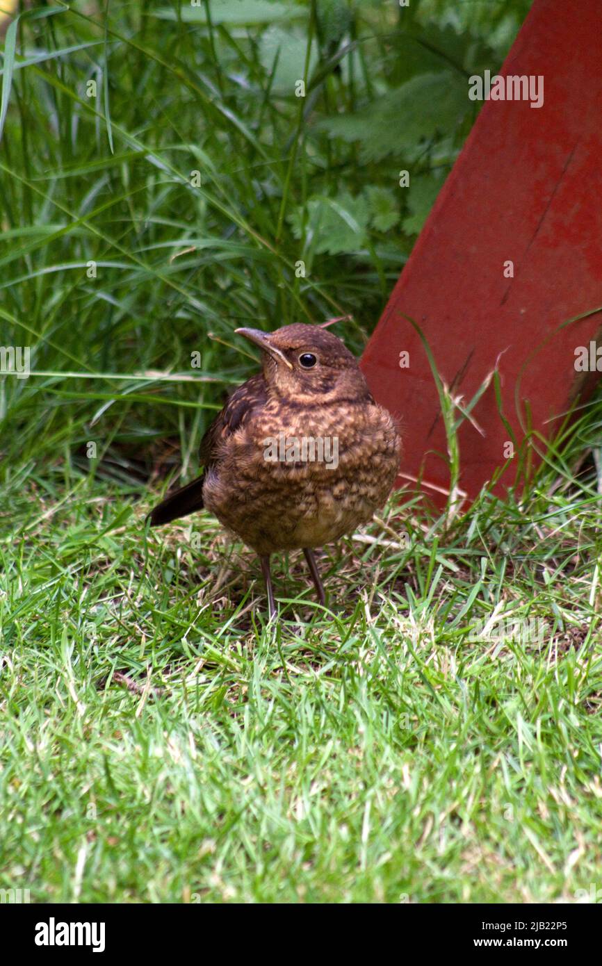 Blackbird Fledgling in Garden Hook Norton Oxfordshire England uk Stock ...
