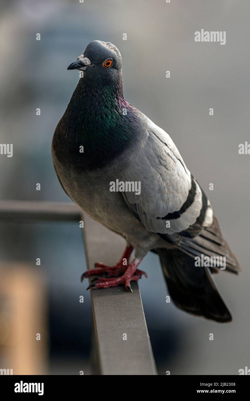 Common rock pigeon hi-res stock photography and images - Alamy