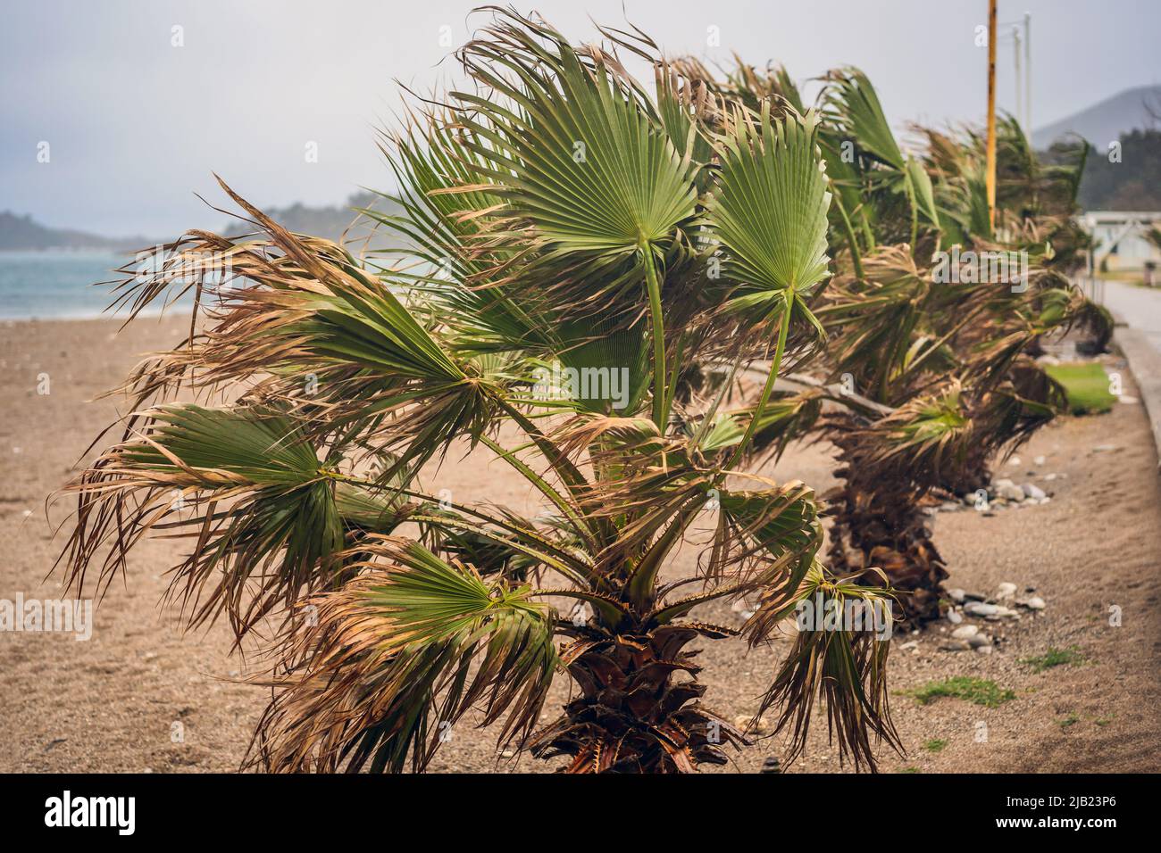 Tropical storm, heavy rain and high winds in tropical climates. Palm ...