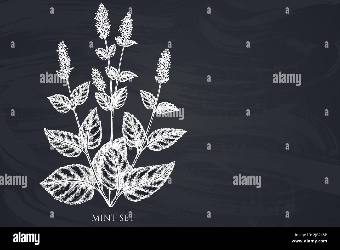 Tea herbs hand drawn vector illustrations collection. Chalk mint Stock ...