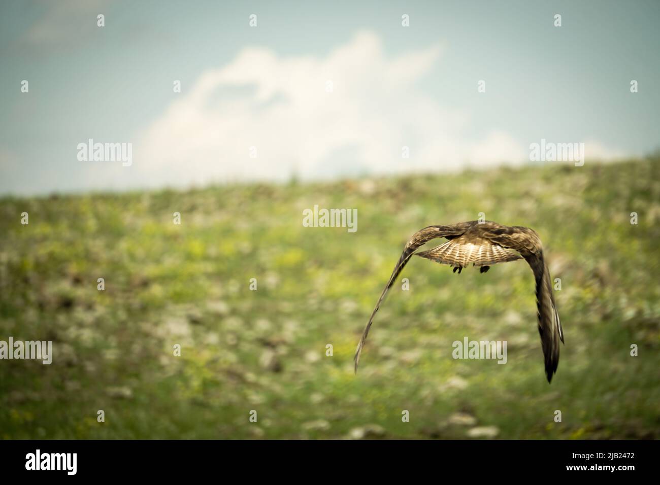 Brown hawk in the nature Stock Photo - Alamy