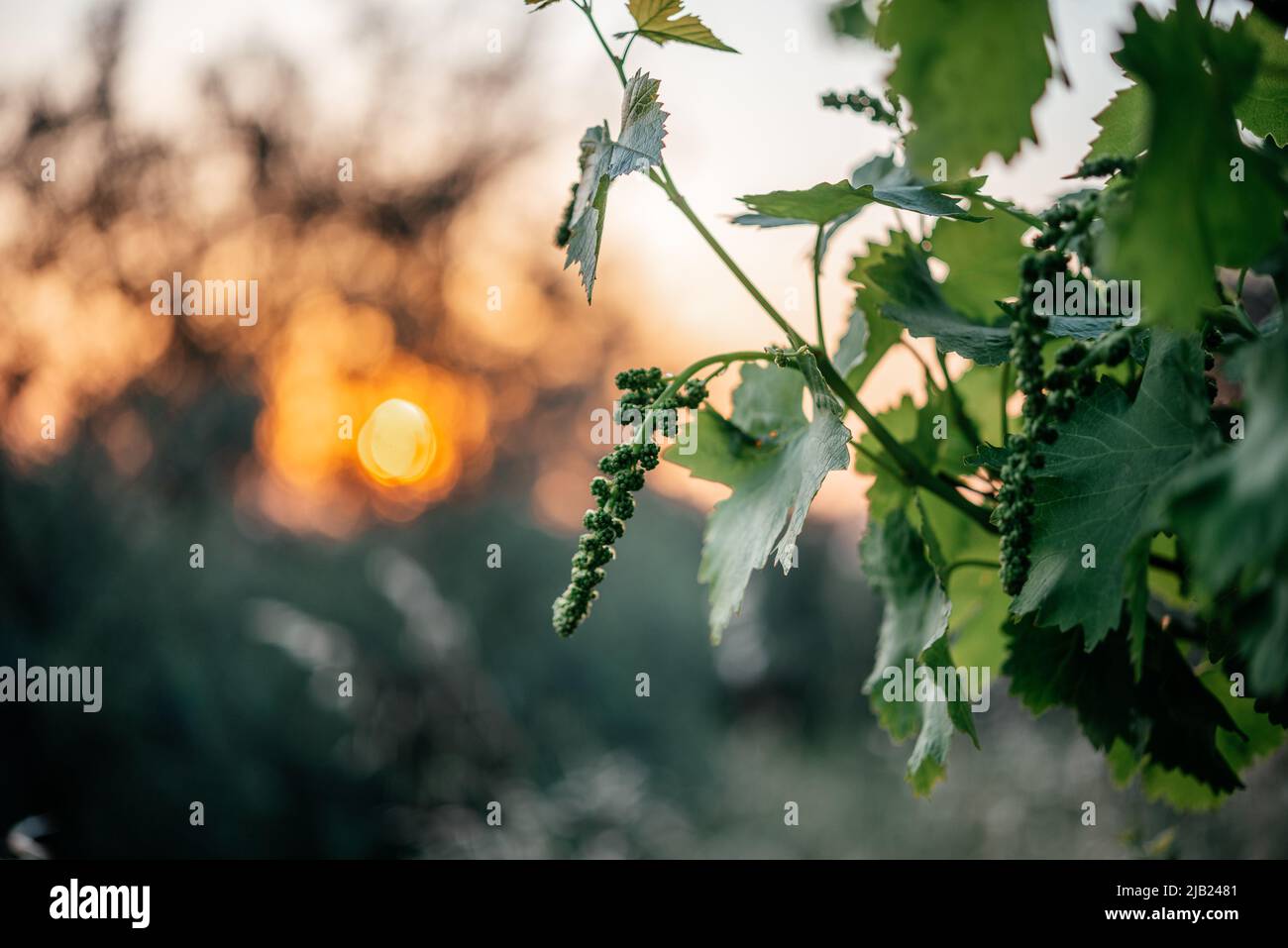 Young cluster of grapes in blossom on the grape vine on vineyard with ...