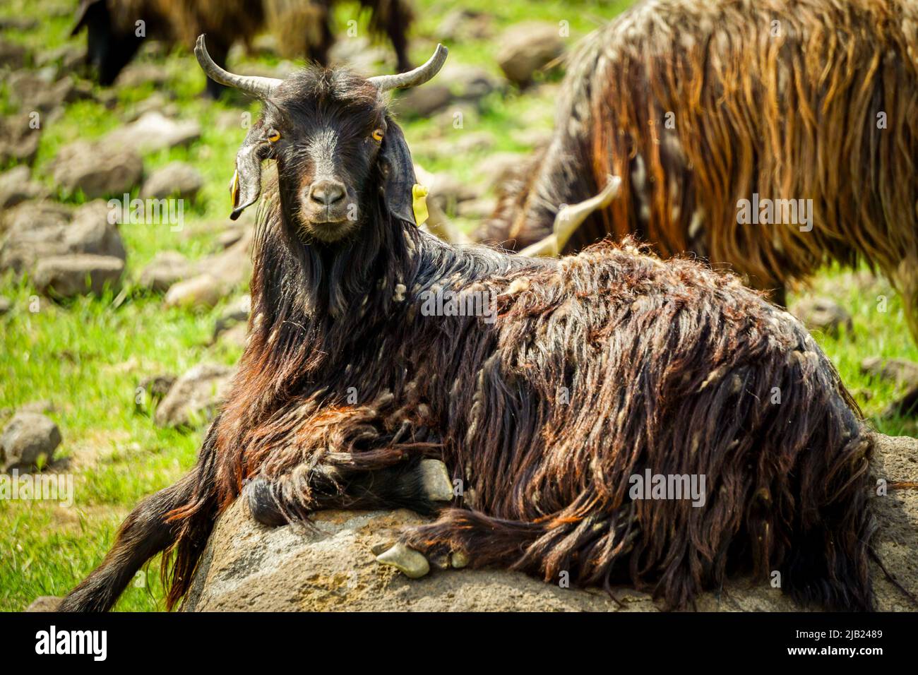 Goat herd Close up view Stock Photo - Alamy