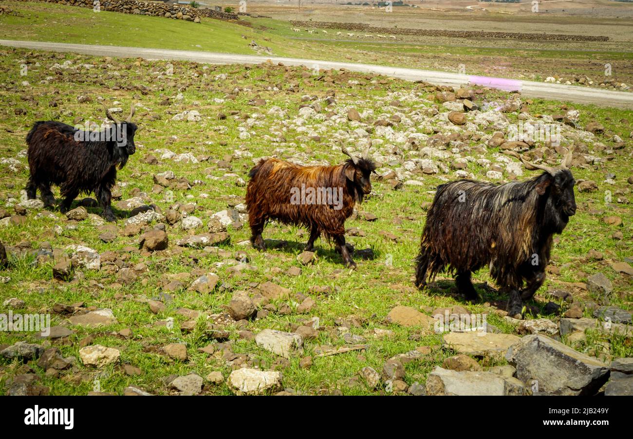 Goat herd Close up view Stock Photo - Alamy
