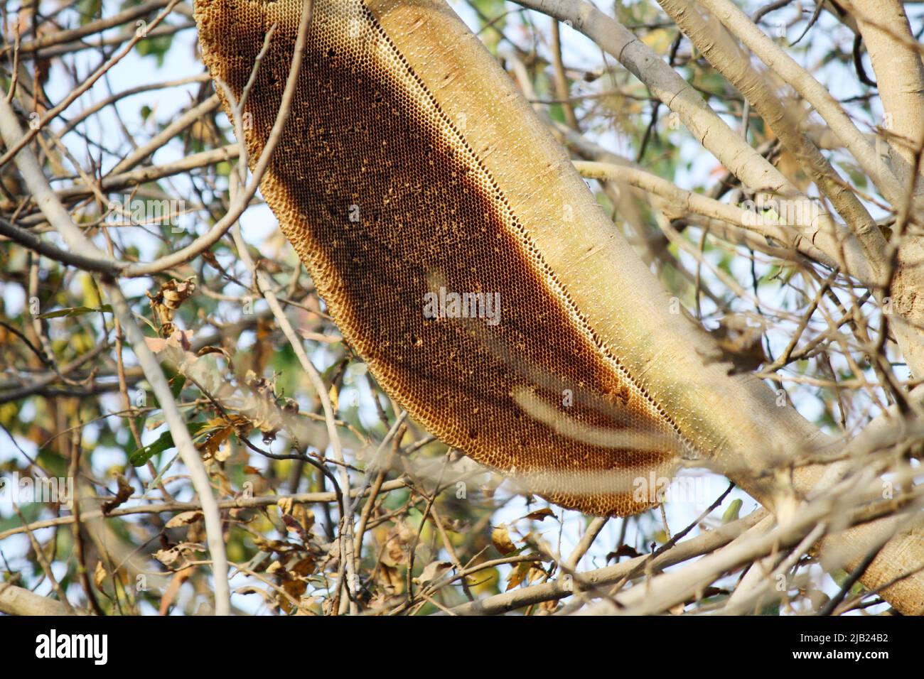 Abandoned Indian honey bee (Apis cerana indica) nest on a tree : (pix ...