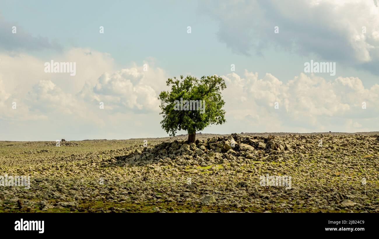 Field maple tree isolated on hi-res stock photography and images - Alamy
