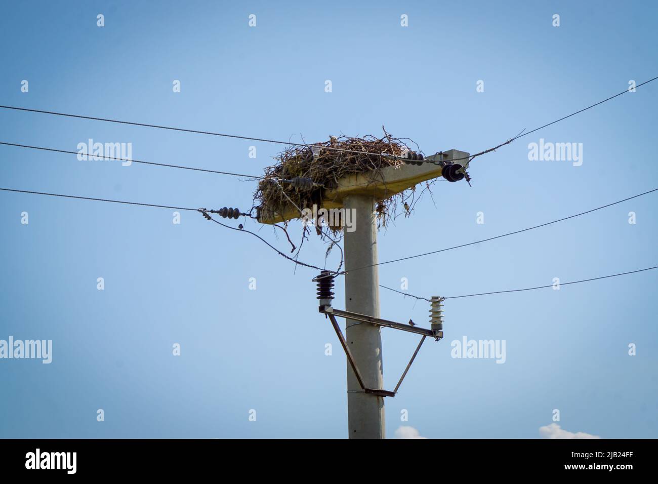 Eastern wild turkey nest hi-res stock photography and images - Alamy