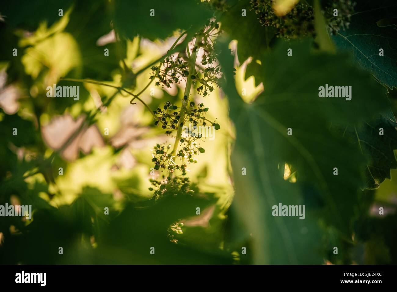 Young blooming cluster of grapes on the grape vine on vineyard against ...
