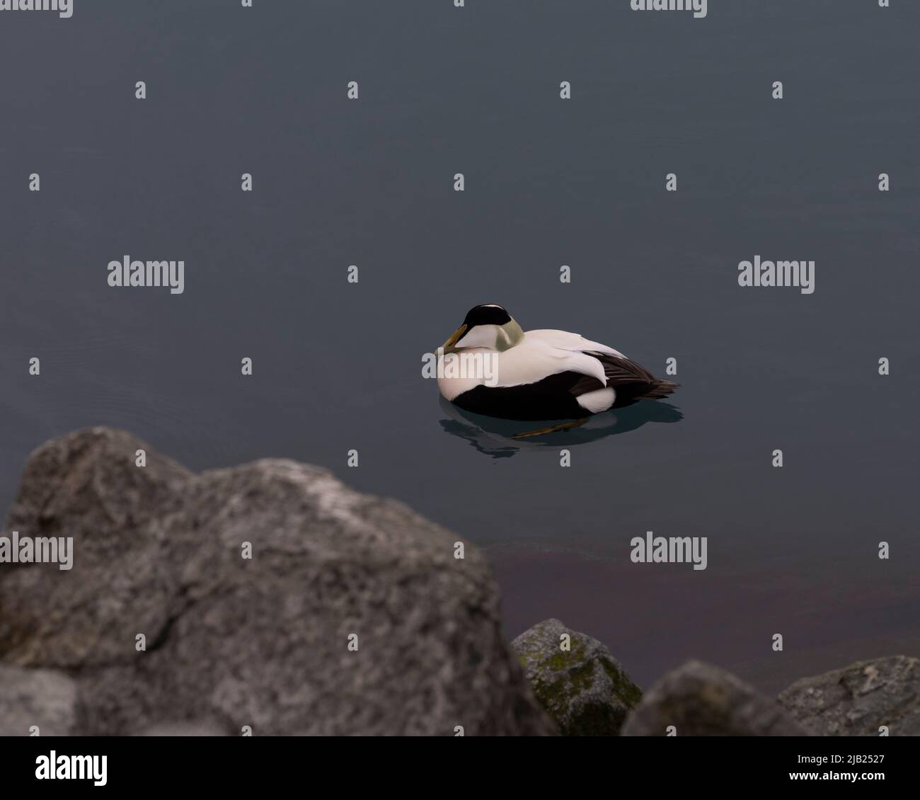 Iceland wildfowl hi-res stock photography and images - Alamy