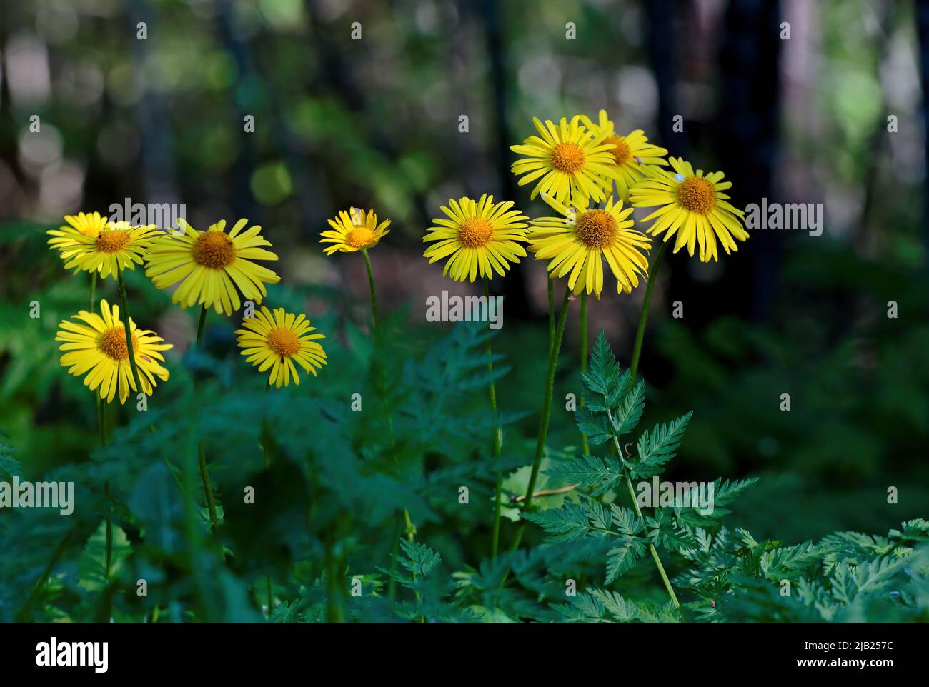 Doronicum orientale leopards bane hi-res stock photography and images ...