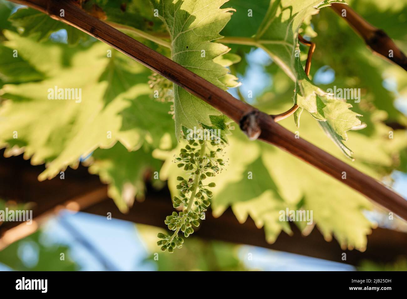 Young blooming cluster of grapes on the grape vine on vineyard backlit ...